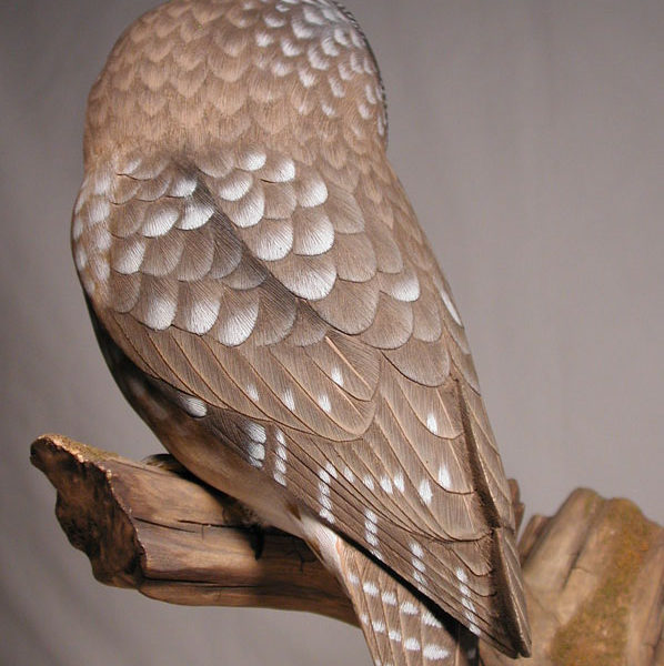 Life Sized Boreal Owl – Birdhug Studio