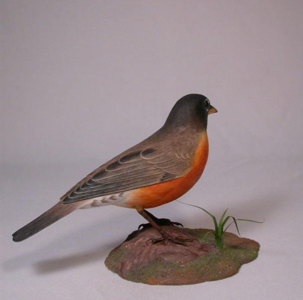 Life Size American Robin – Birdhug Studio